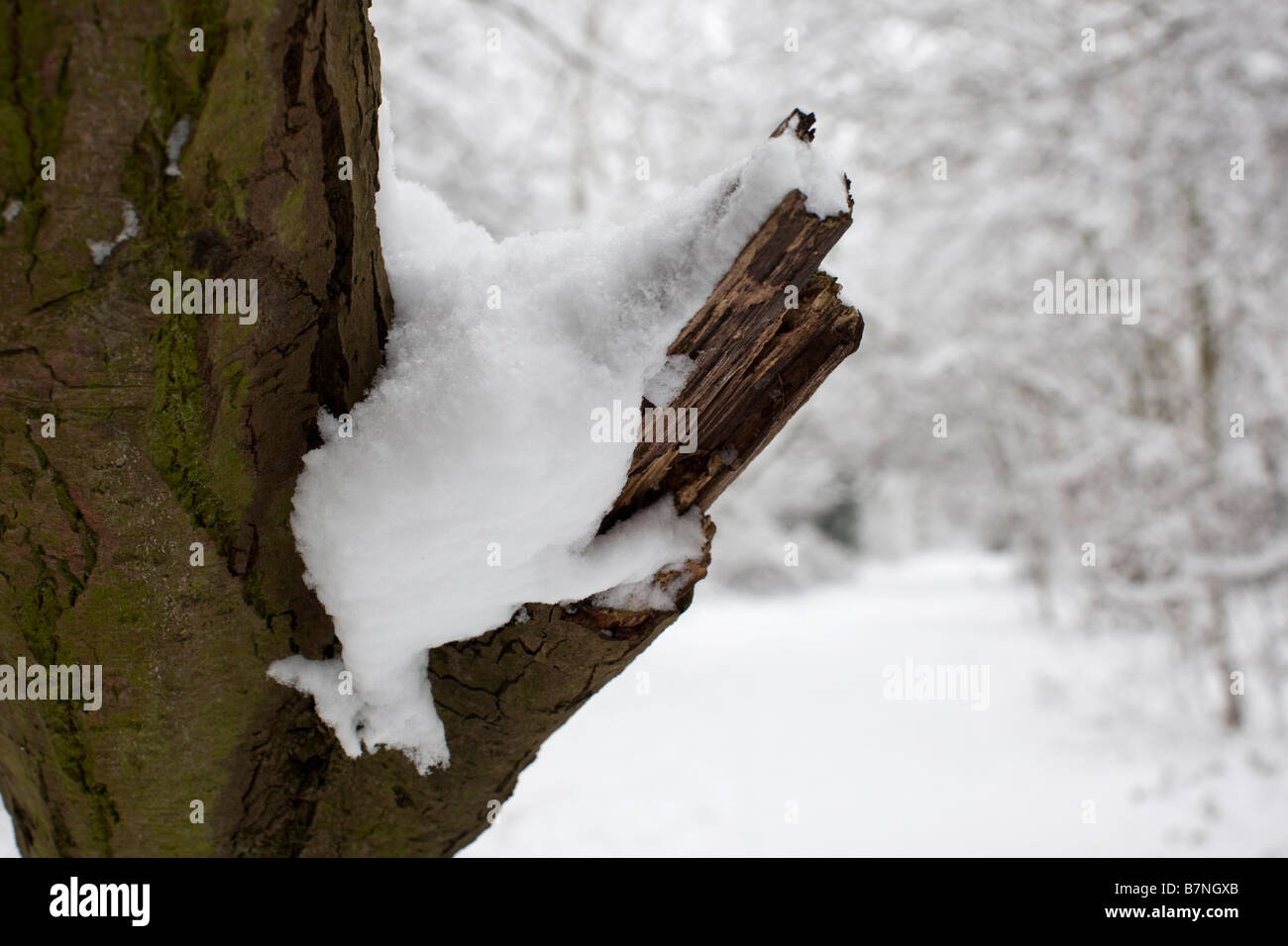 Snow covers trees on a pedestrian path in north London Stock Photo - Alamy