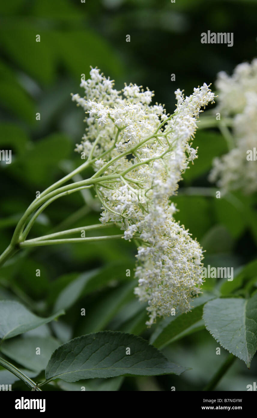 Sambucus nigra tree hi-res stock photography and images - Alamy