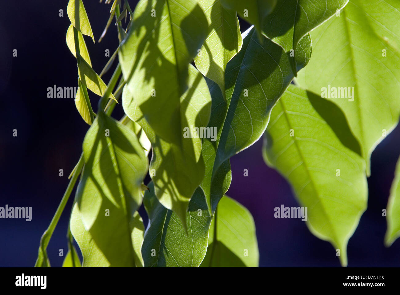 Leaves backlit hi-res stock photography and images - Alamy