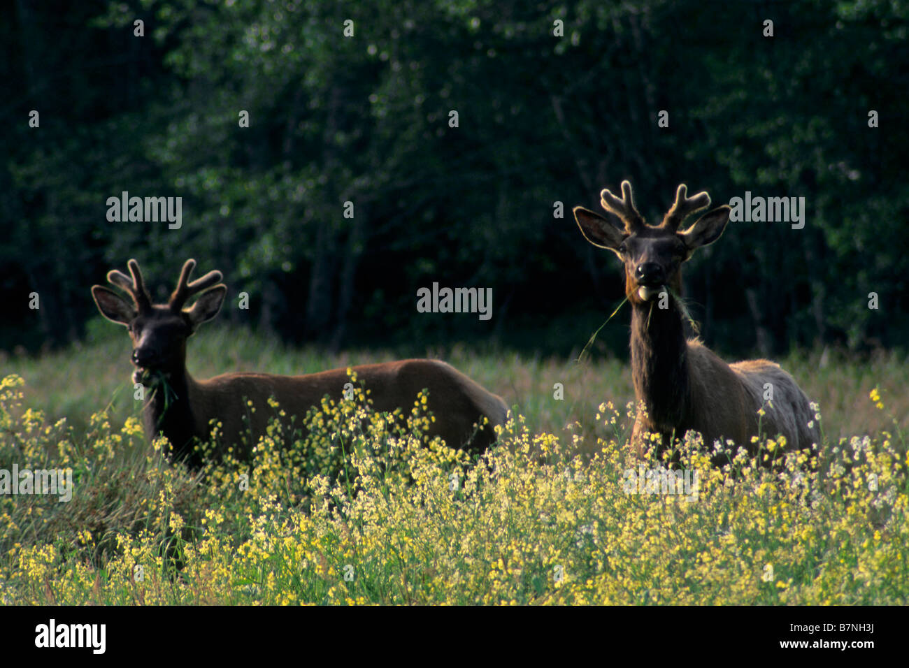 Humboldt lagoons state park hi-res stock photography and images - Alamy