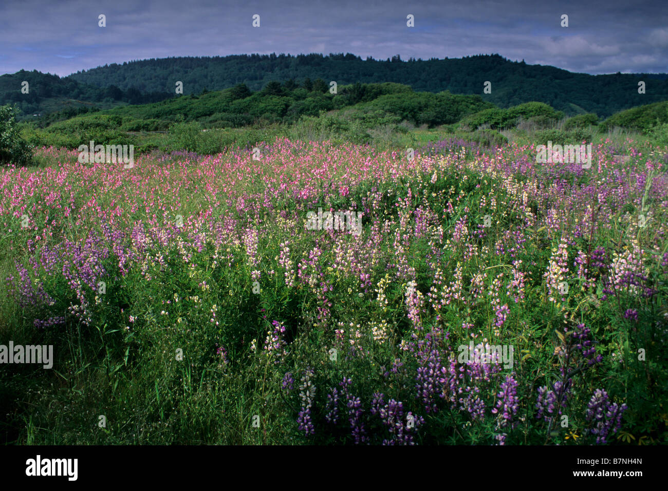 Wildflowers in bloom at Redwood National Park Visitor Center near Orick ...