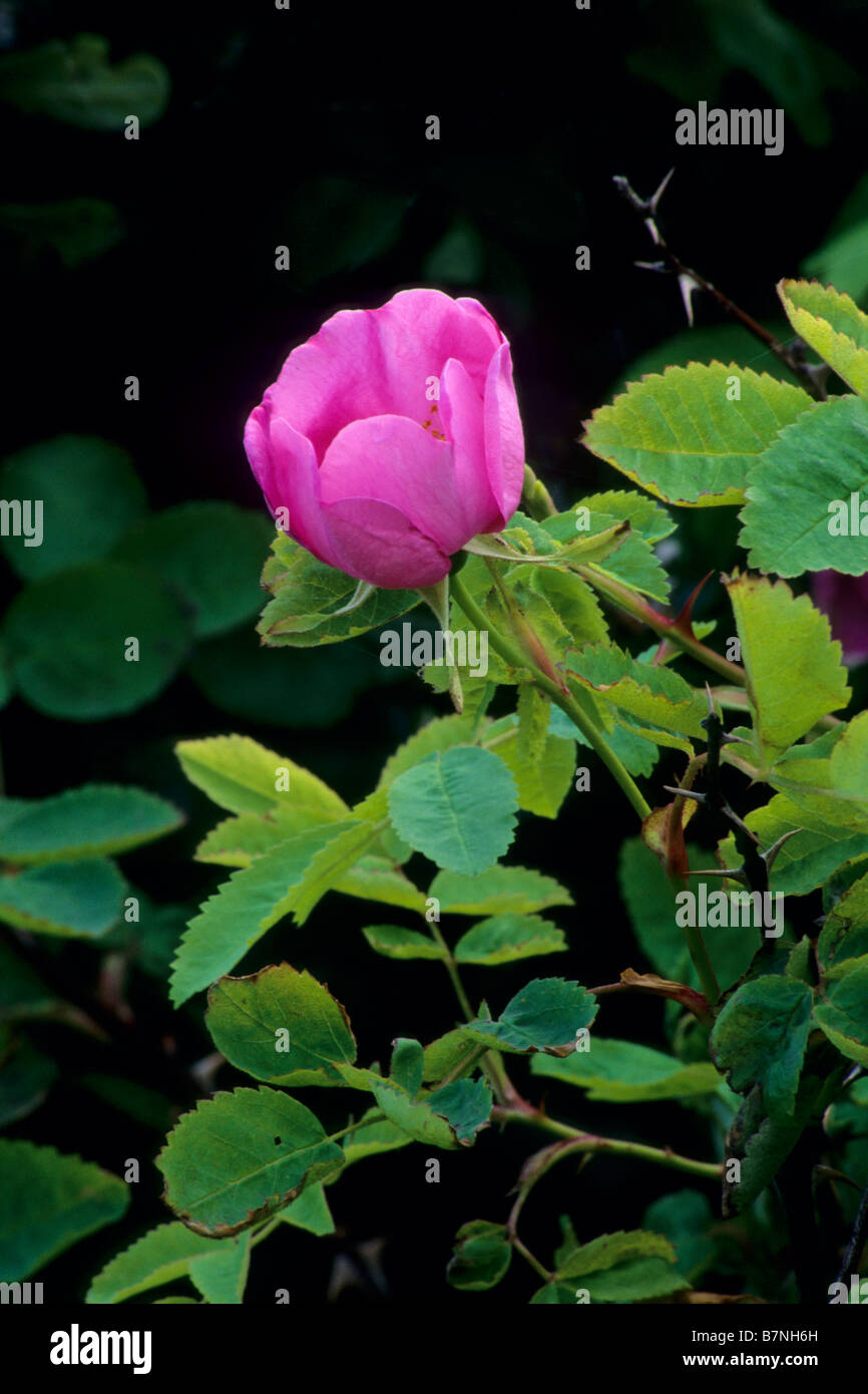 California wild rose hi-res stock photography and images - Alamy