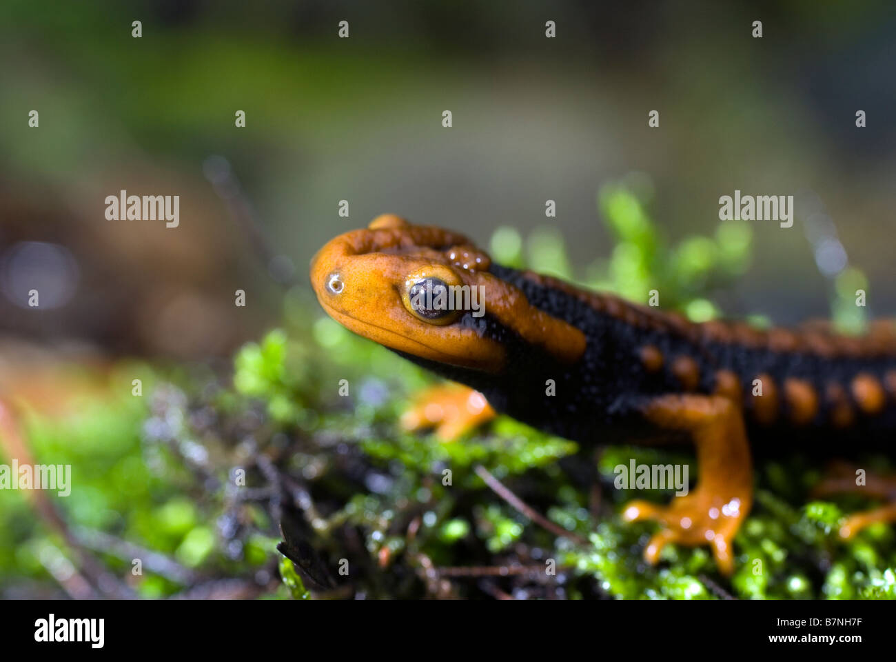 Emperor newt hi-res stock photography and images - Alamy