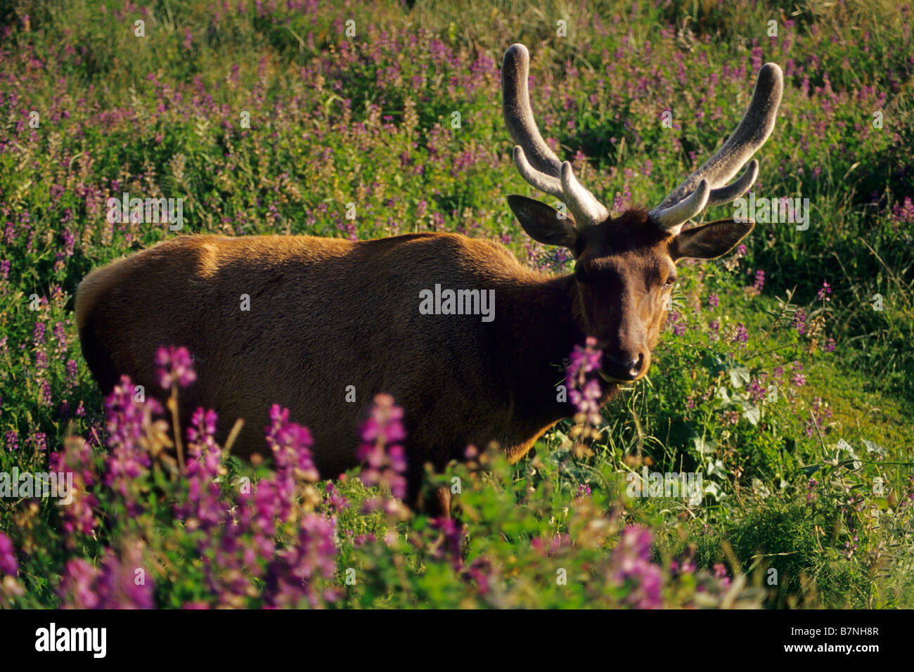 Humboldt redwoods state park animal hi-res stock photography and images ...