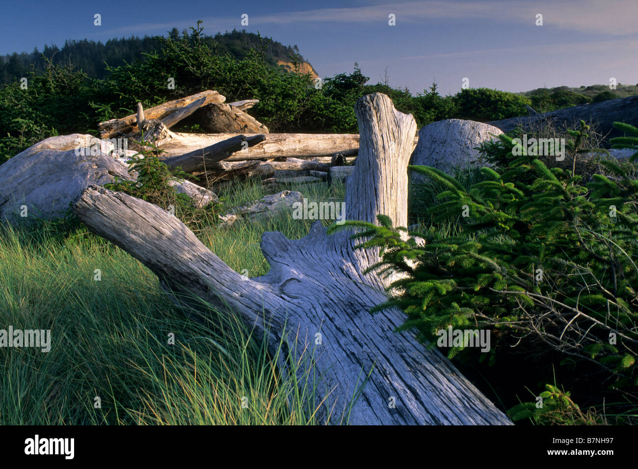 Driftwood in coastal grass Gold Bluffs Beach Prairie Creek Redwoods ...