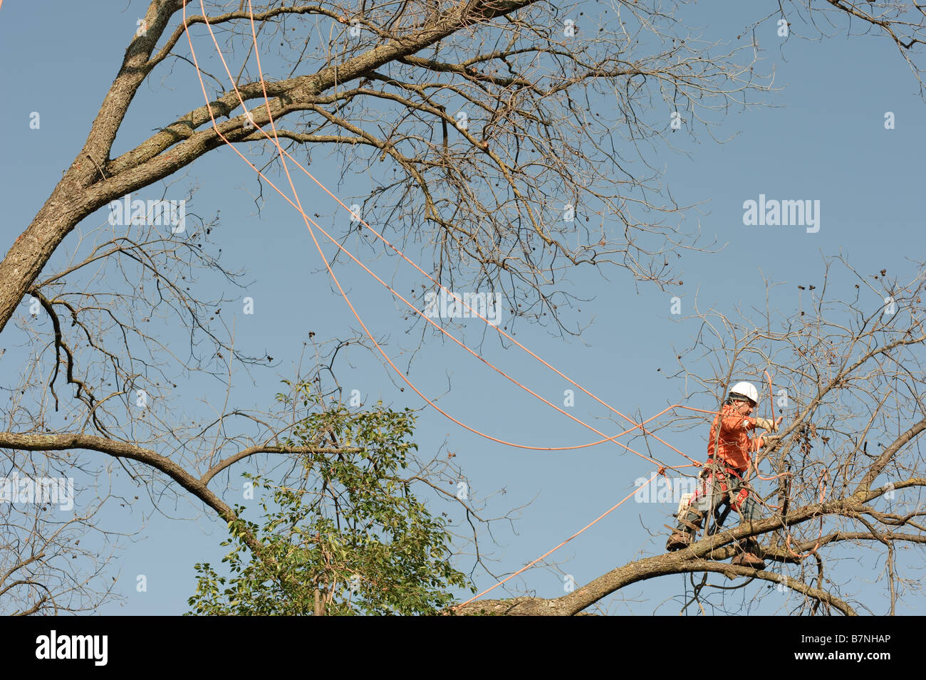 Chop down tree branches axe hi-res stock photography and images - Alamy