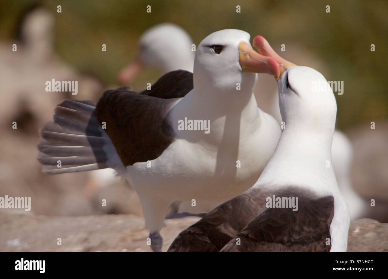 Mating ritual of Black-browed Albatross, (Thalassarche melanophrys ...