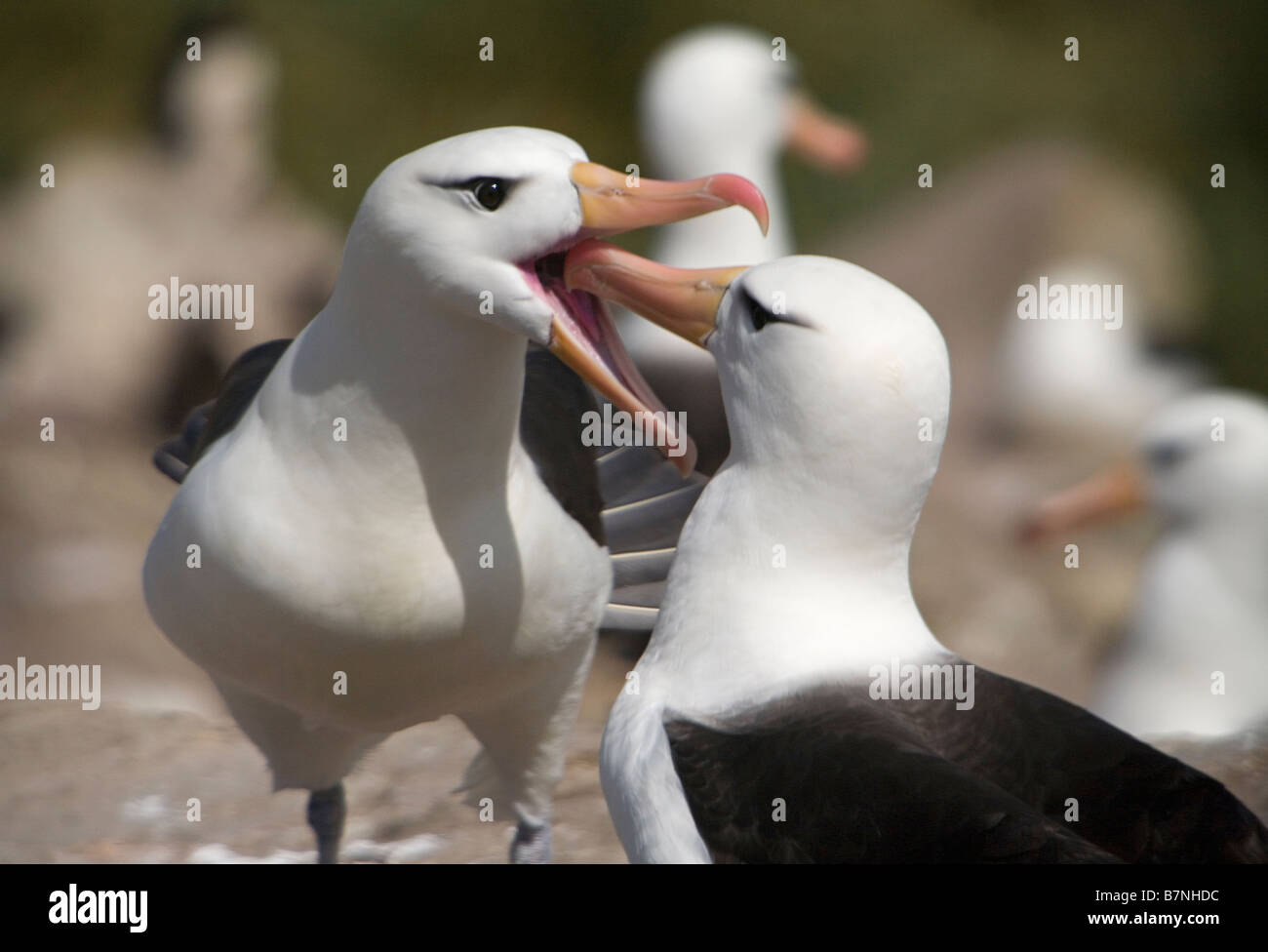 Mating ritual of Black-browed Albatross, (Thalassarche melanophrys ...