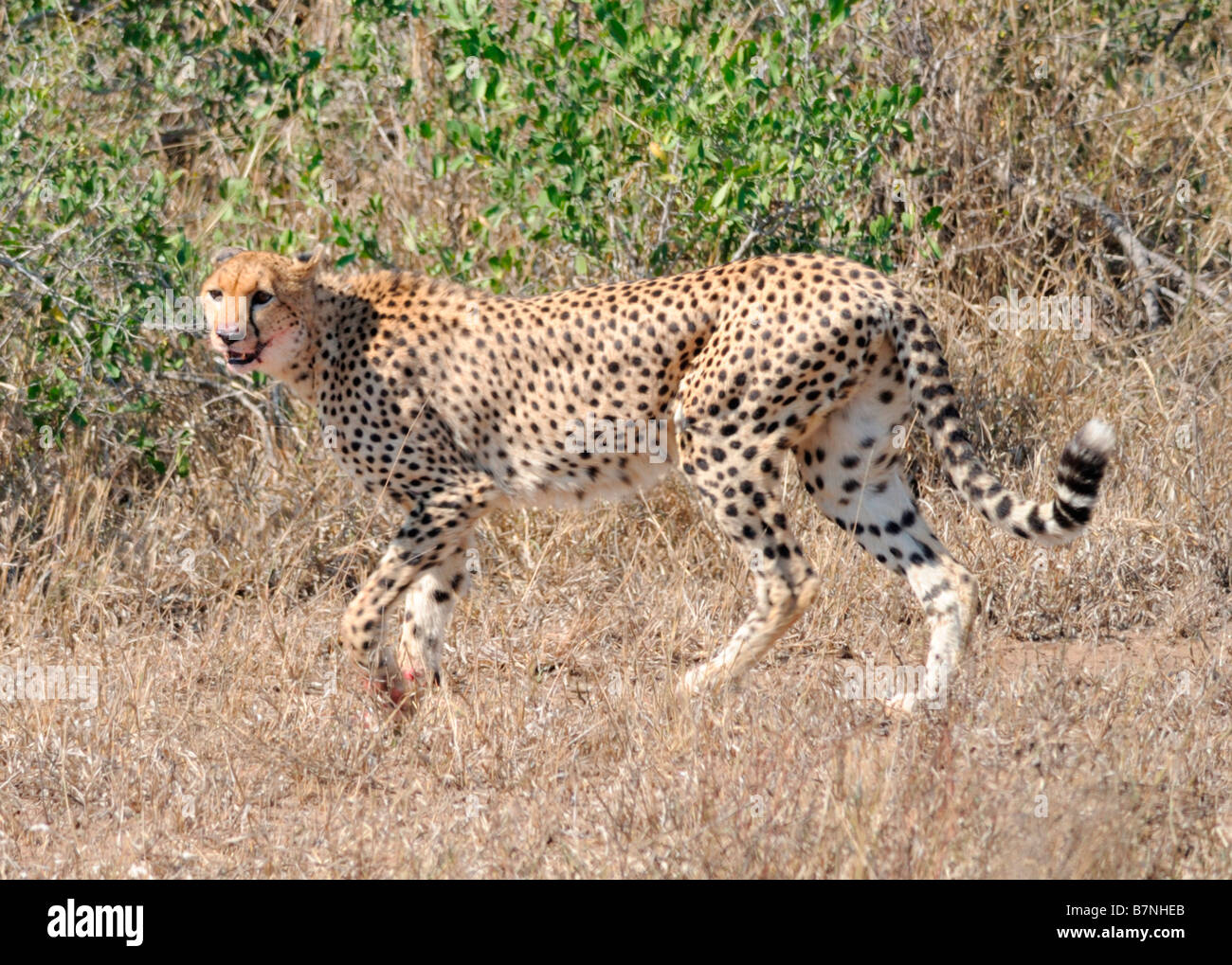 Cheetah walk hi-res stock photography and images - Alamy