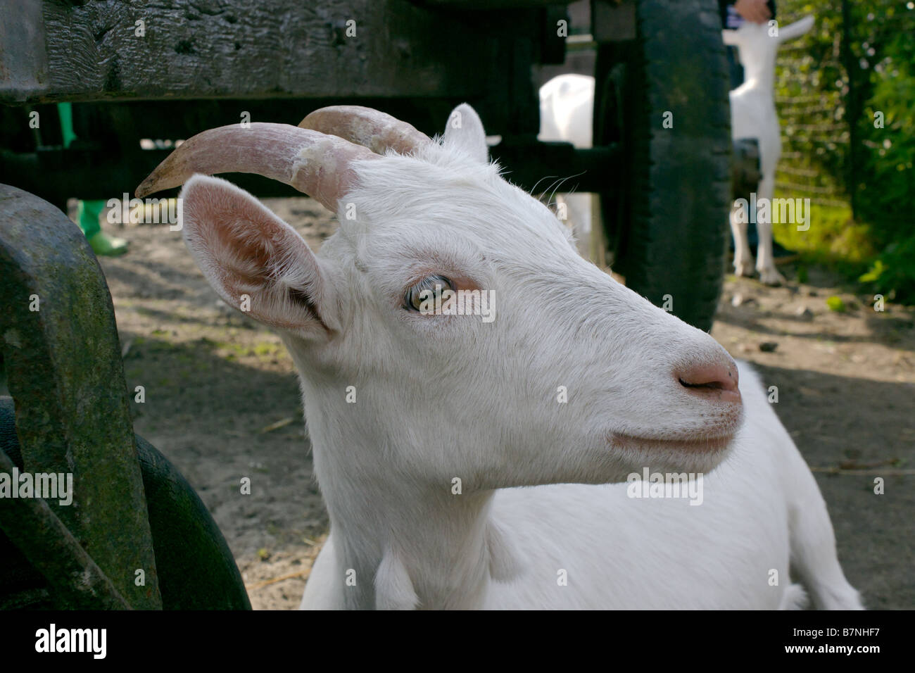 Children petting a goat hi-res stock photography and images - Alamy