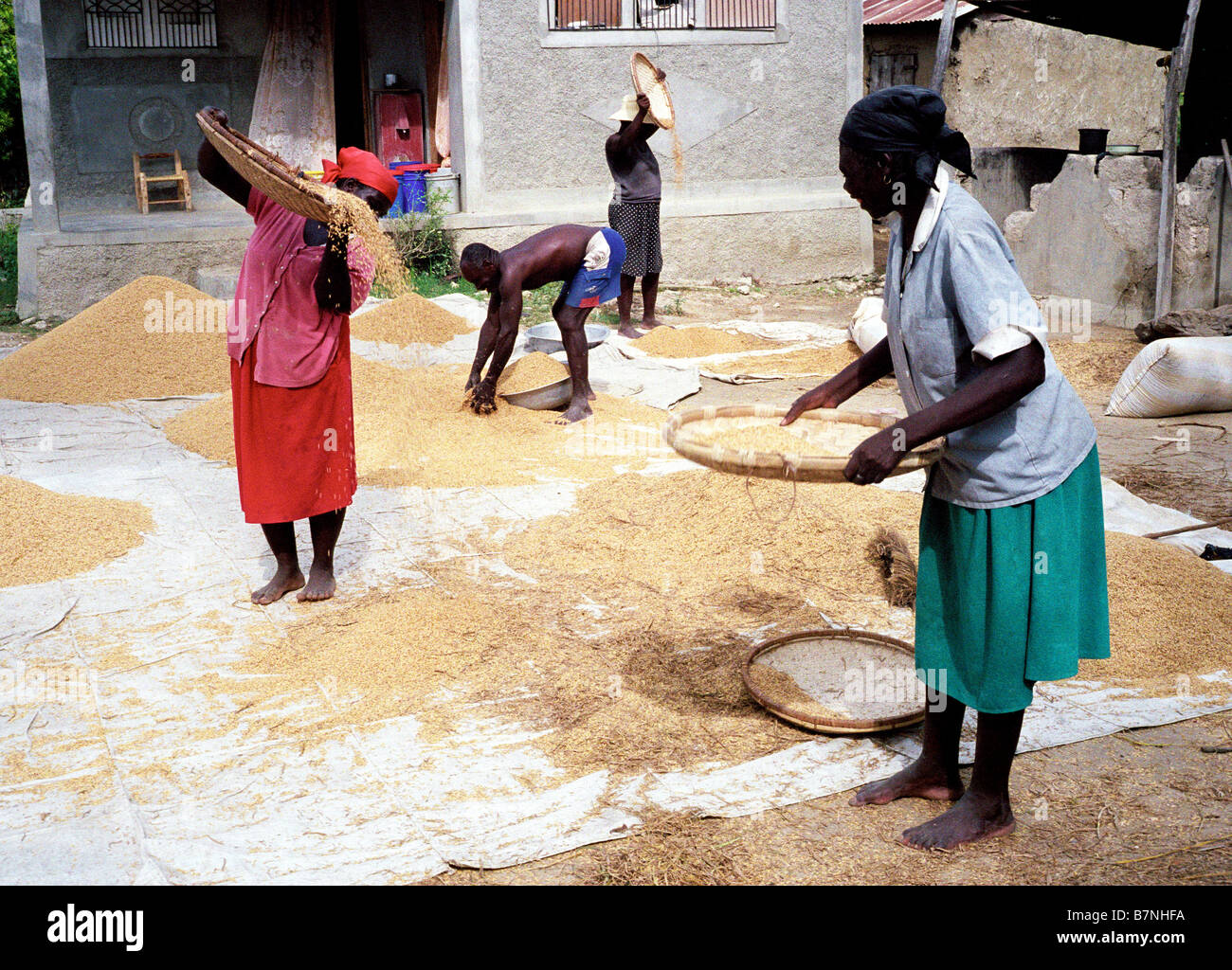 Rice farmers haiti hi-res stock photography and images - Alamy