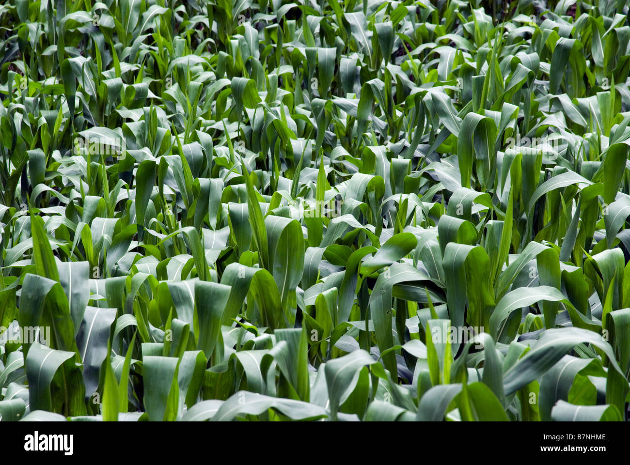 Maize leaves hi-res stock photography and images - Alamy