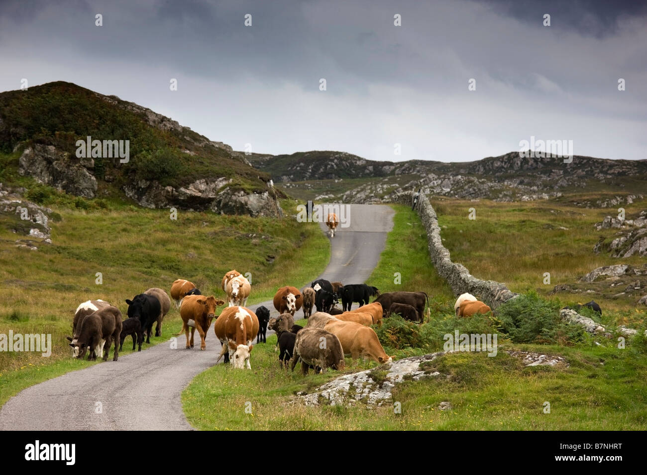 Cattle on roadway hi-res stock photography and images - Alamy