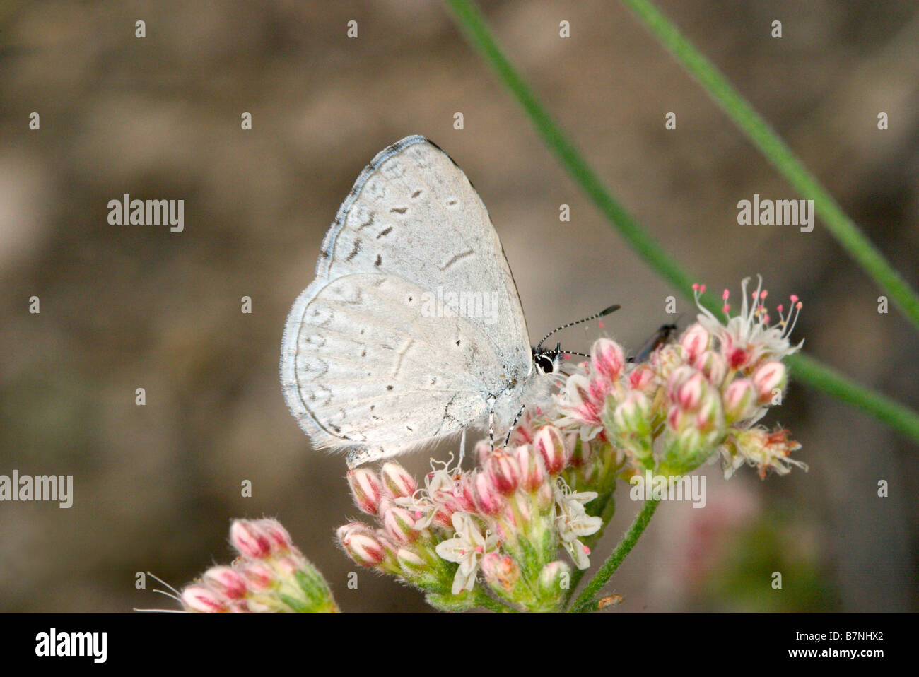 Spring azure butterfly hi-res stock photography and images - Alamy