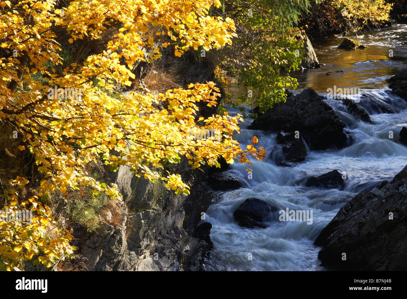 Autumnal leaves overhanging Callater Burn which flows though Braemar ...