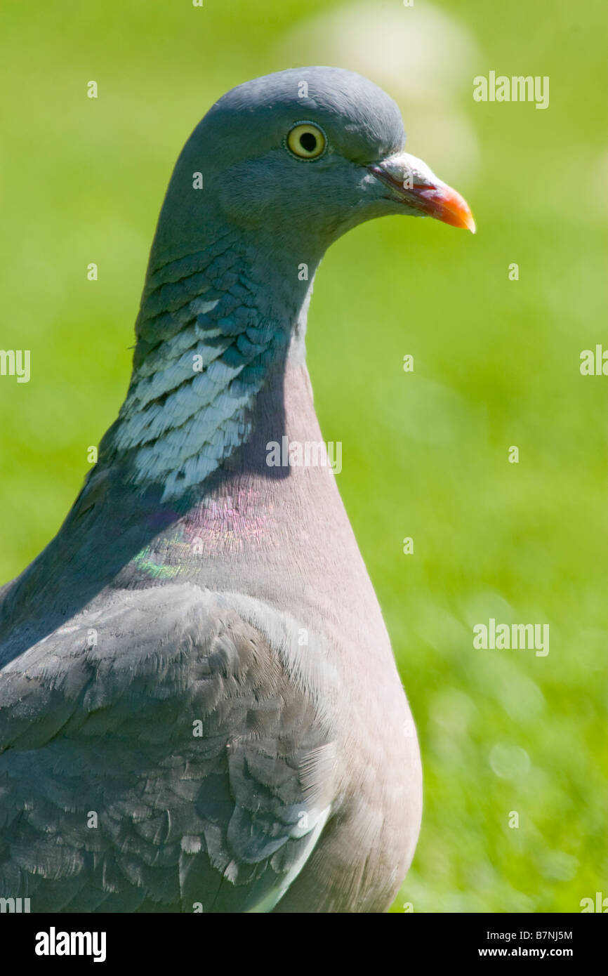 Pidgin hi-res stock photography and images - Alamy