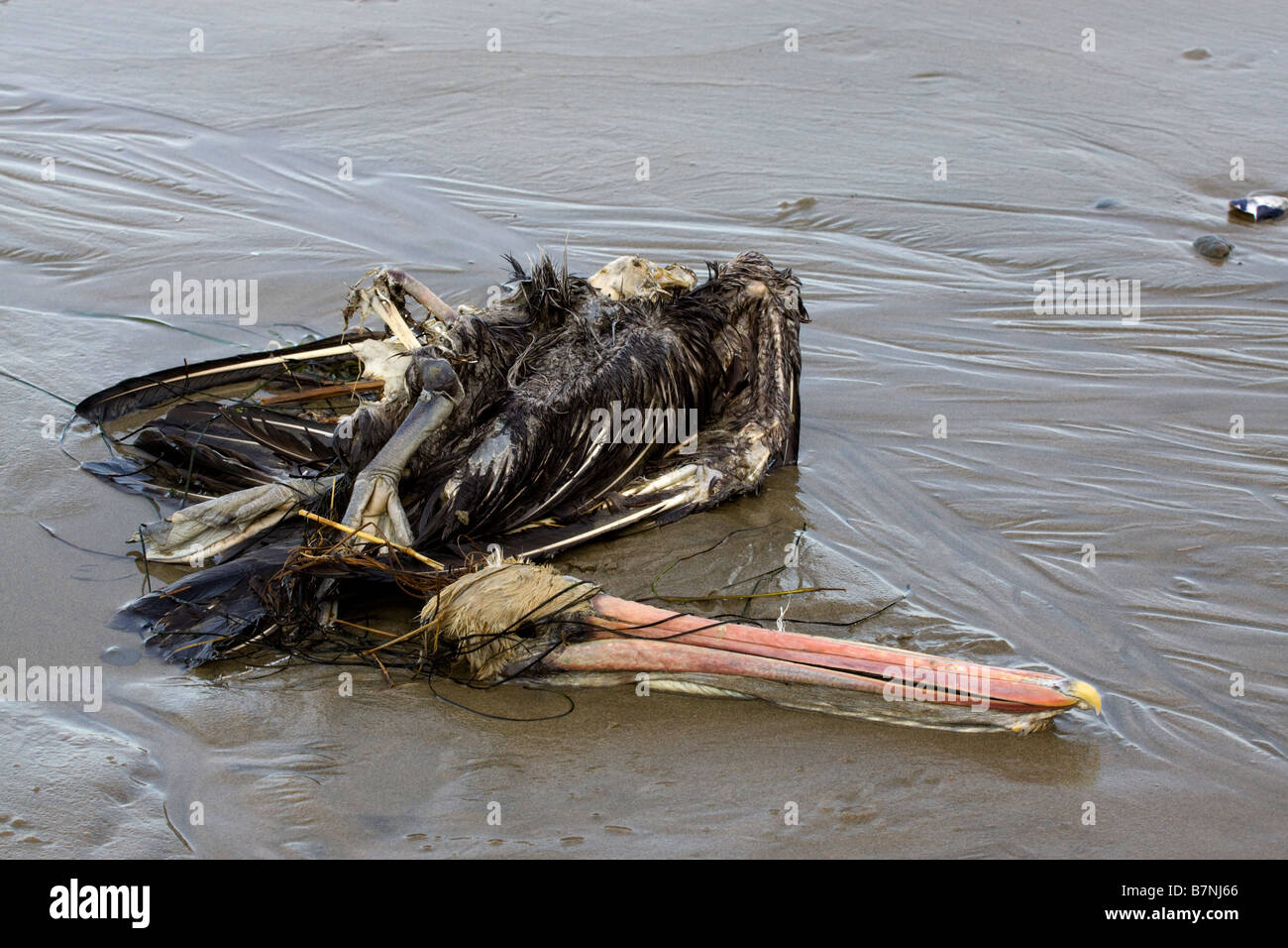Dead pelican hi-res stock photography and images - Alamy