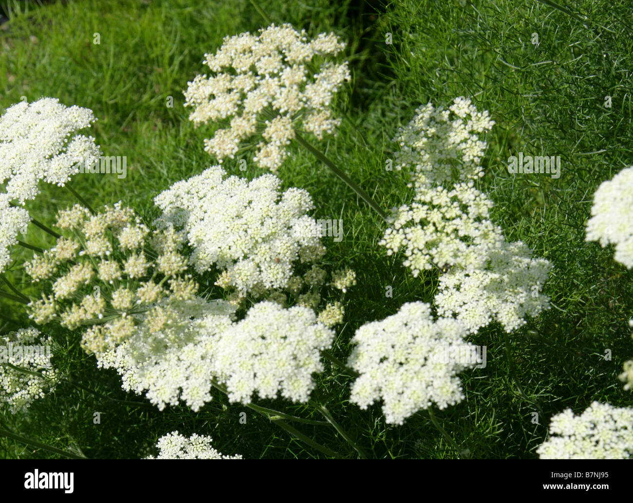 Apiaceae umbelliferae hi-res stock photography and images - Alamy