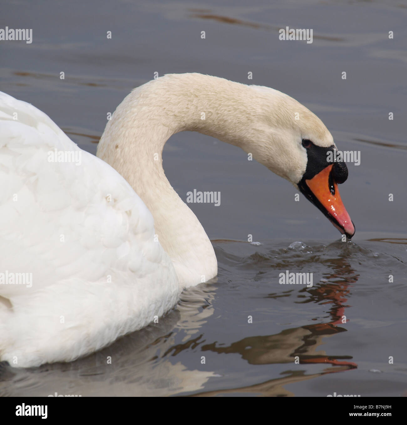 Swarkestone hi-res stock photography and images - Alamy