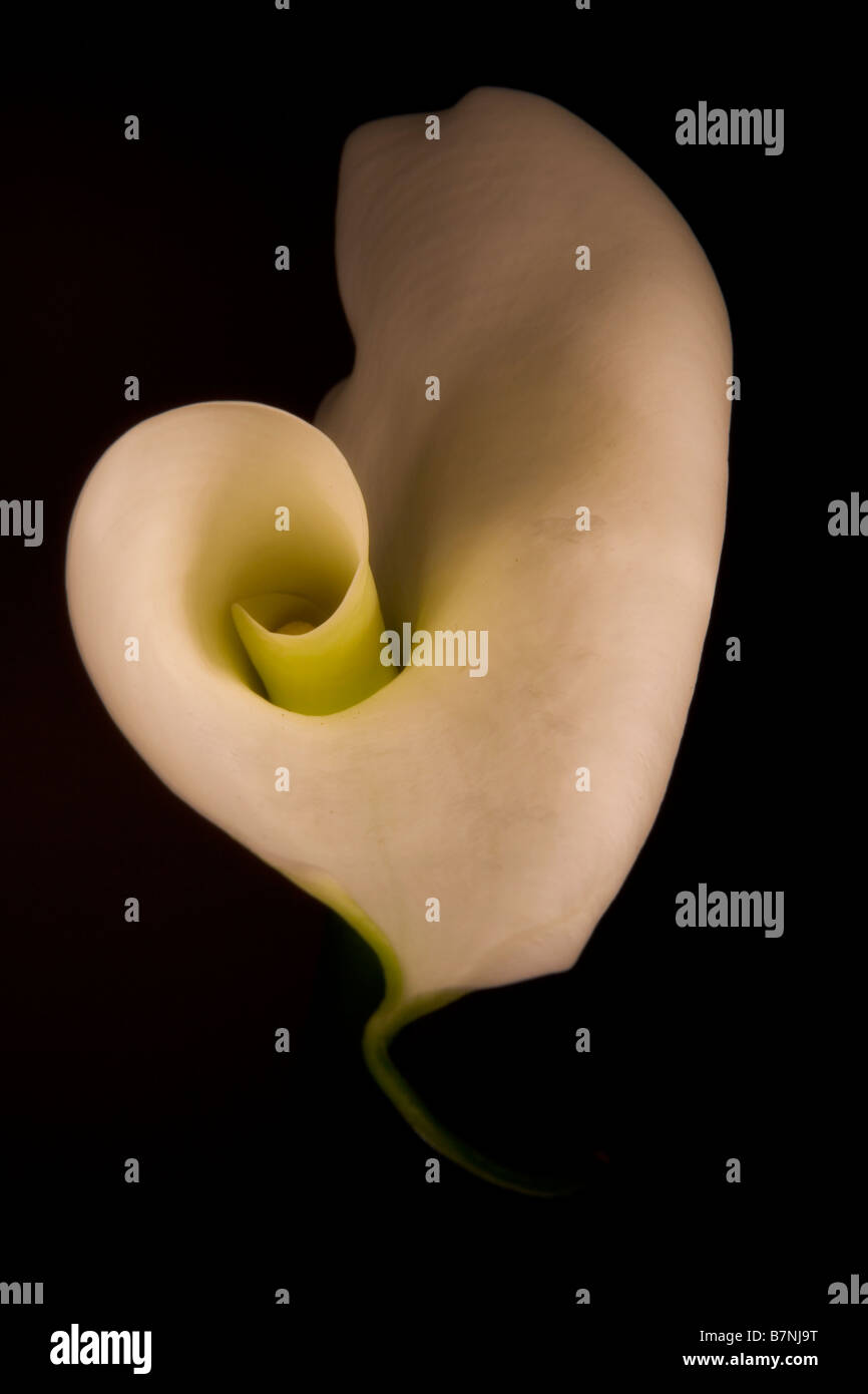 Lilly head hi-res stock photography and images - Alamy