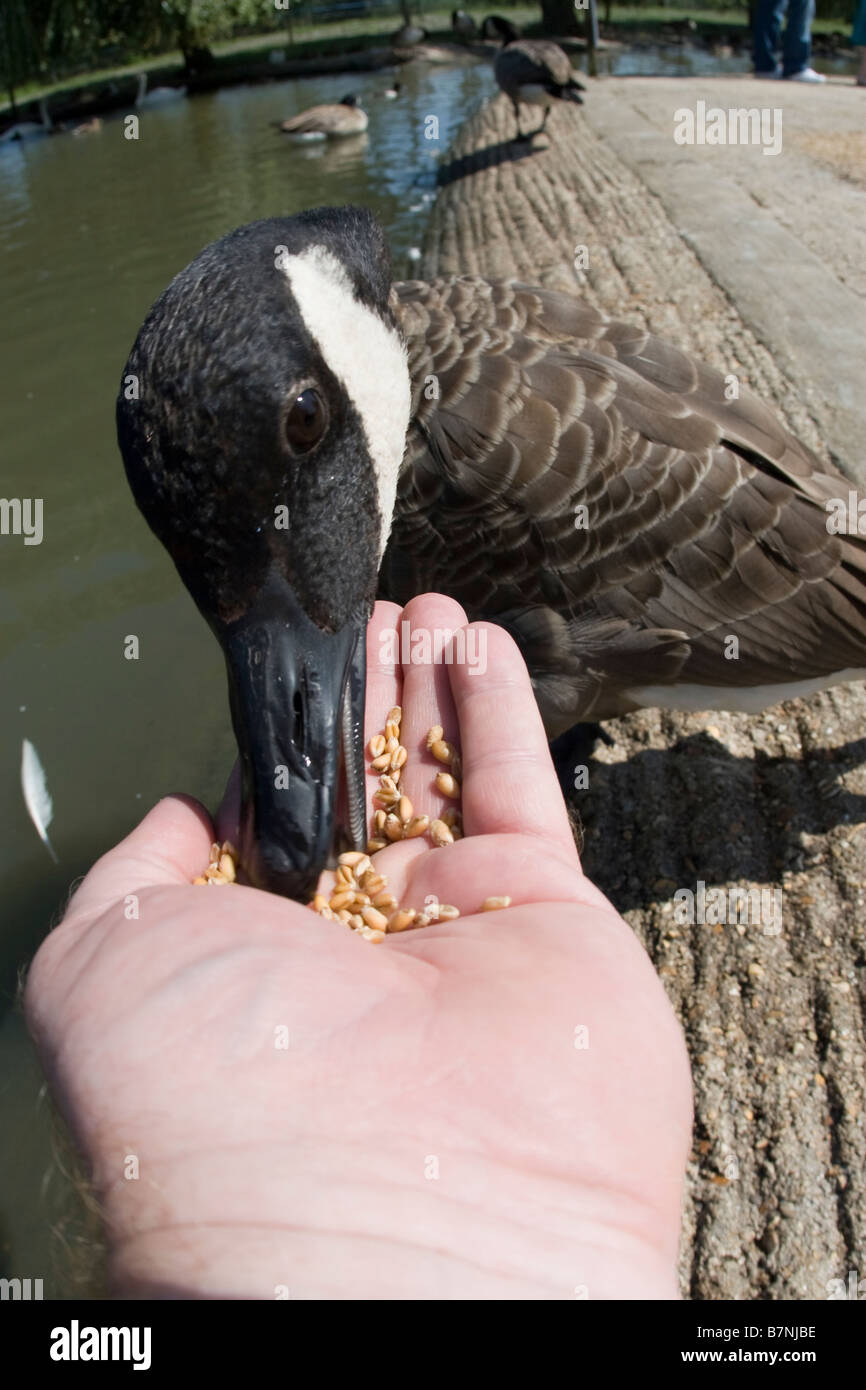 Animals at the Zoo being hand fed corn Stock Photo - Alamy