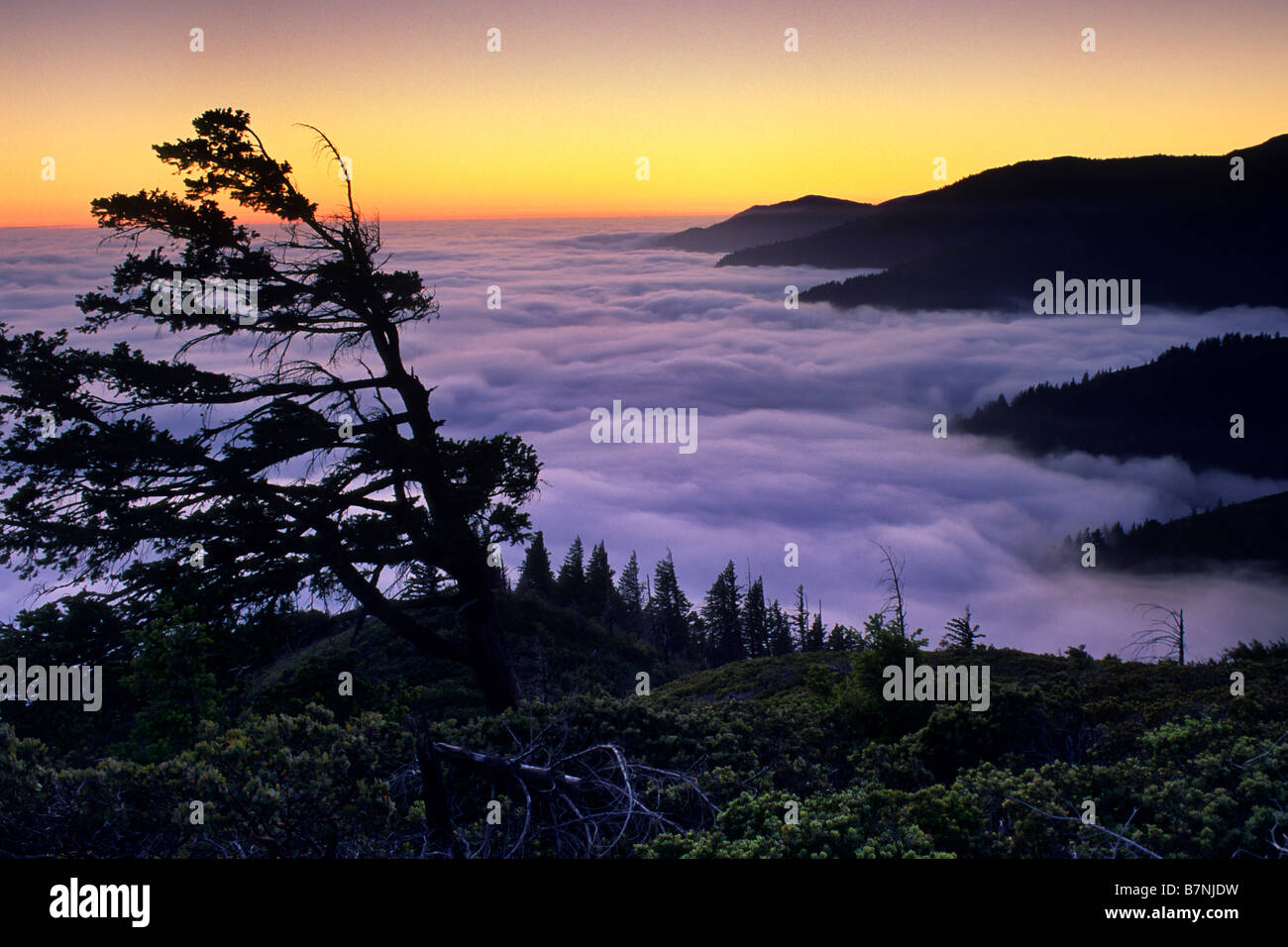 Evening fog and tree over Pacific from the King Range Lost Coast near ...