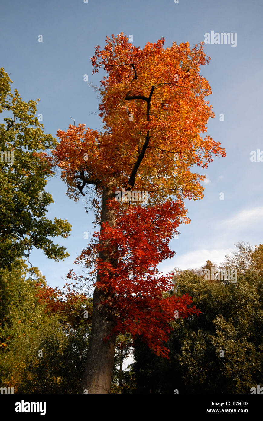Autumn Fall Tree with red leaves Stock Photo - Alamy