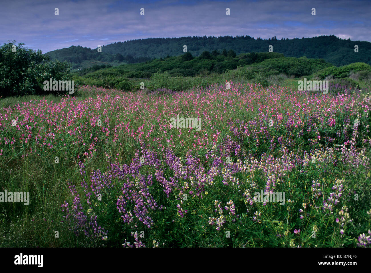 Wildflowers in bloom at Redwood National Park near Orick Humboldt ...
