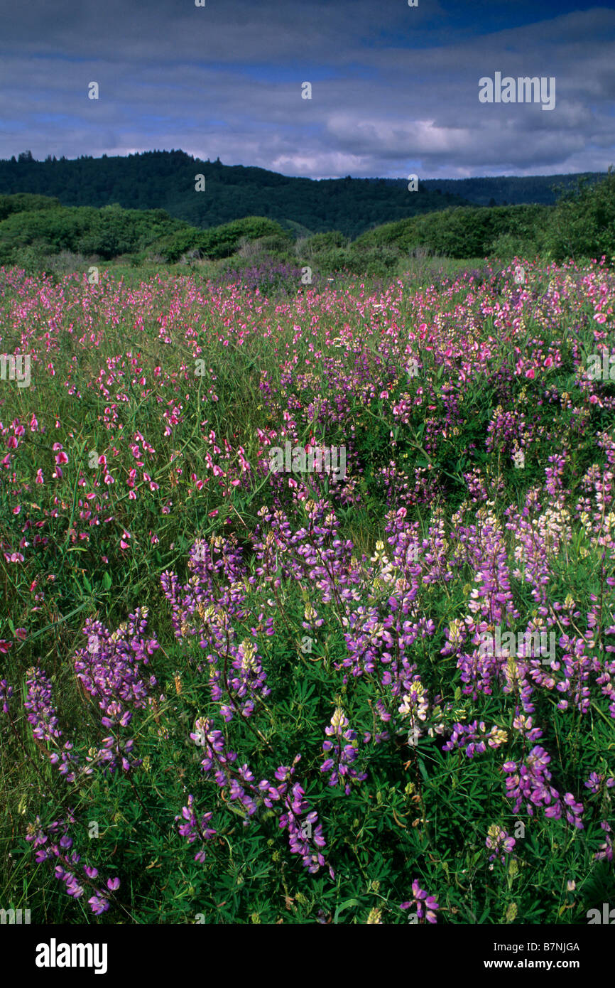 Wildflowers in bloom at Redwood National Park near Orick Humboldt ...