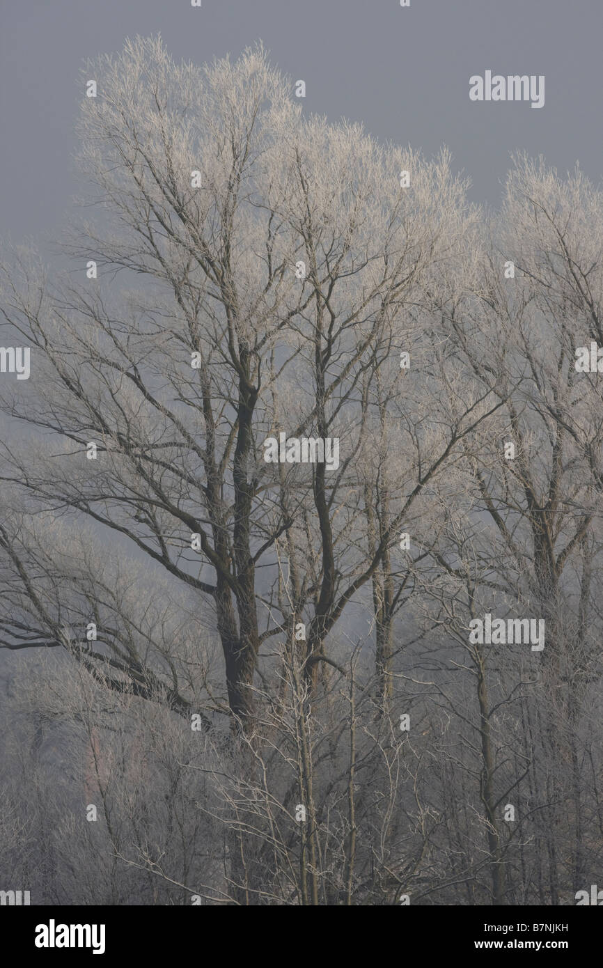 Hoar frosts hi-res stock photography and images - Alamy