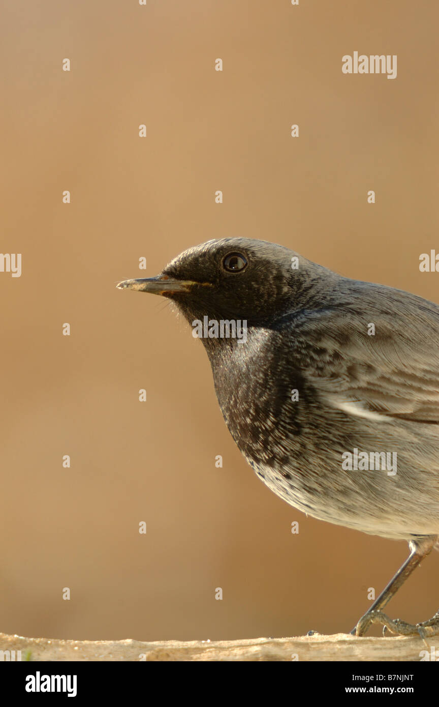 A picture of a little bird Stock Photo - Alamy