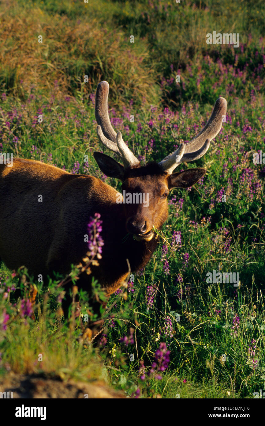 Humboldt redwoods state park animal hi-res stock photography and images ...