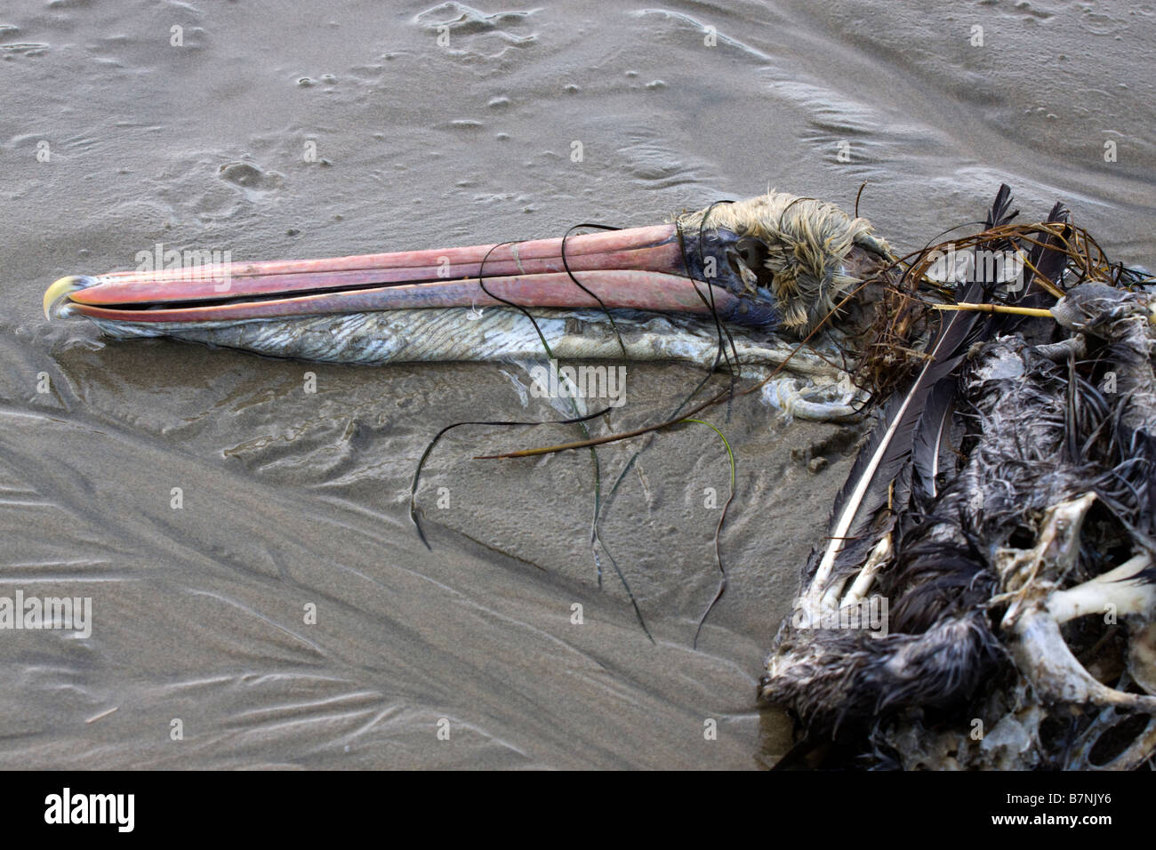 Dead pelican hi-res stock photography and images - Alamy