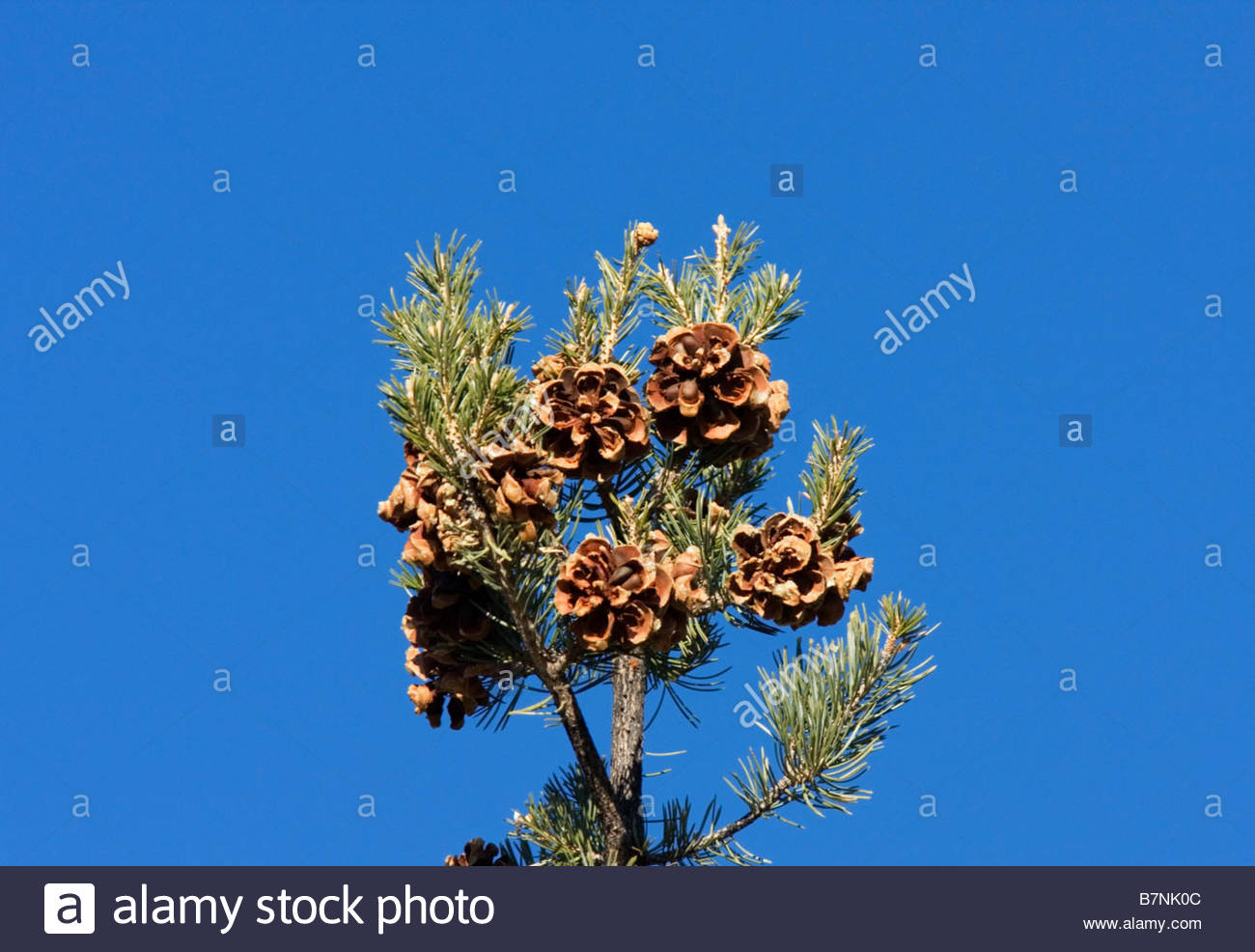 Pinon Pinyon Tree High Resolution Stock Photography and Images - Alamy