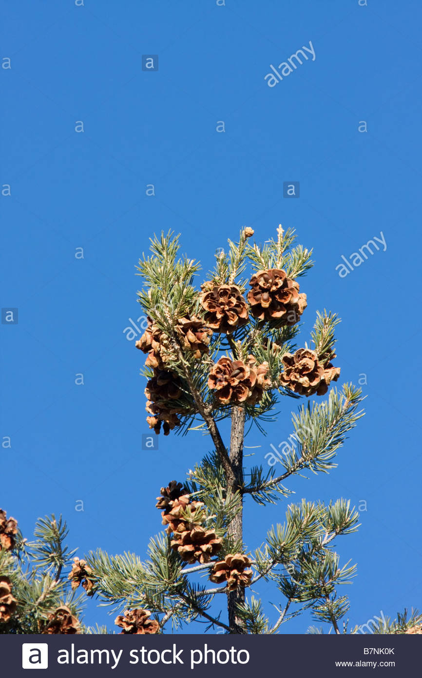 Pinon Pinyon Tree High Resolution Stock Photography and Images - Alamy