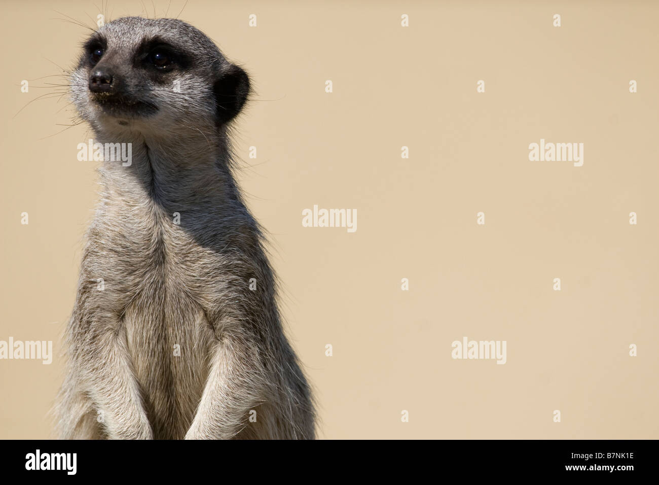 Meerkats in captivity Stock Photo - Alamy