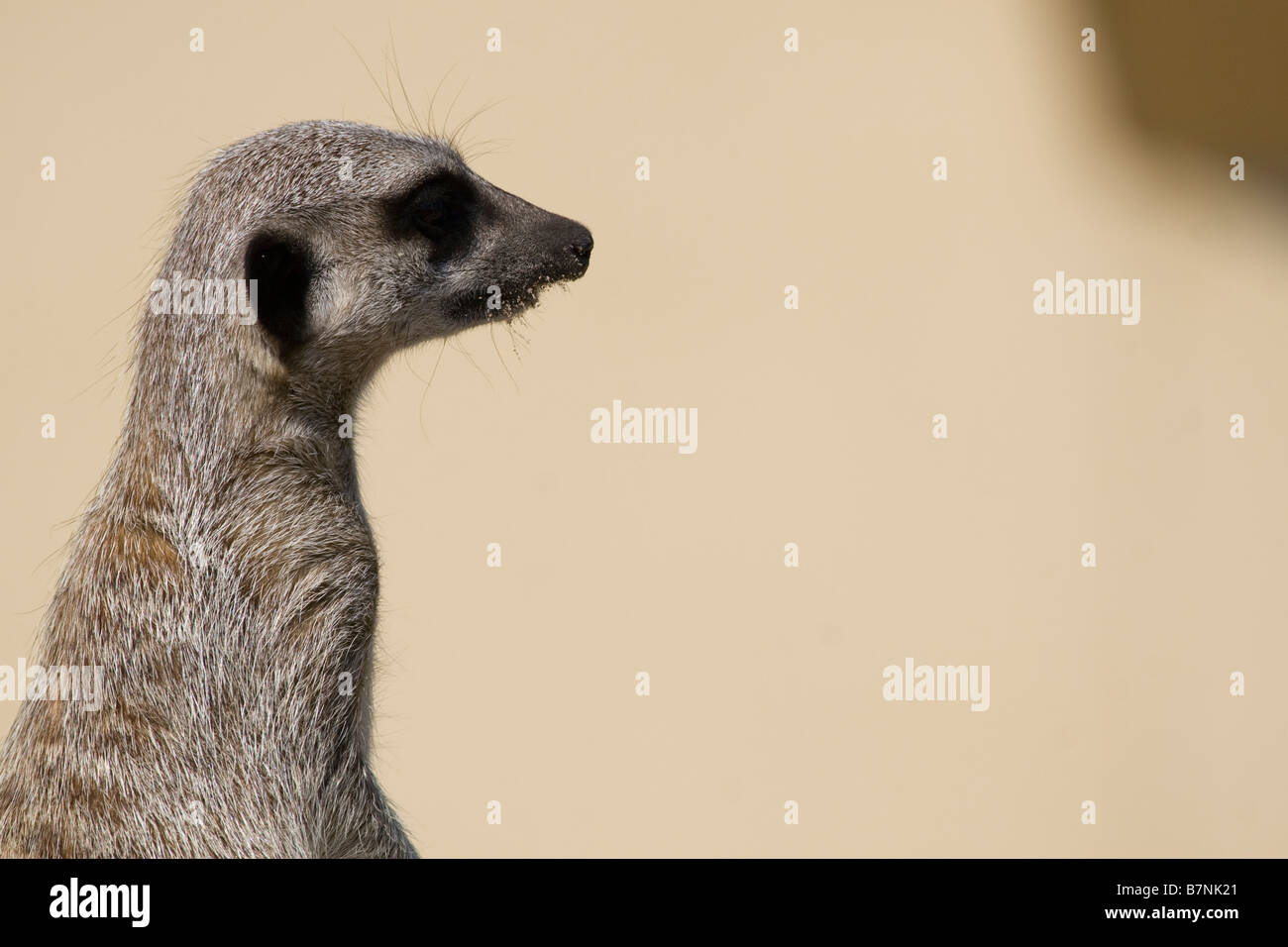 Meerkats in captivity Stock Photo - Alamy