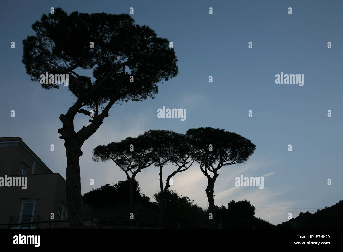 Italian stone pines on the Island of Capri, Italy Stock Photo - Alamy