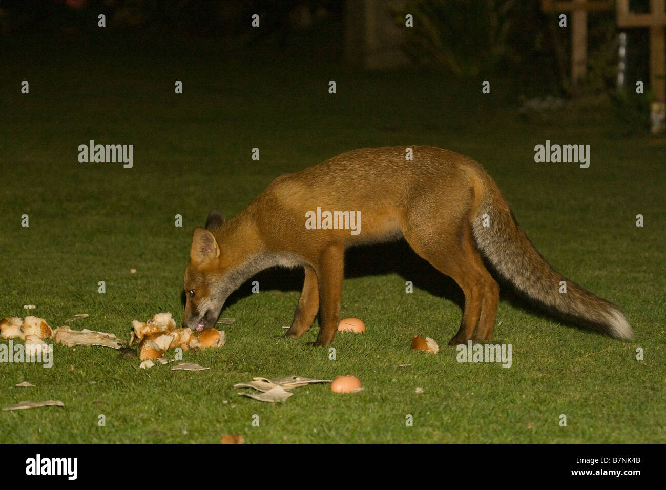 Fox eating at night Stock Photo - Alamy
