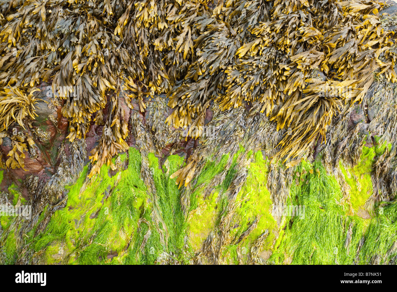 Seaweed on rocks hi-res stock photography and images - Alamy