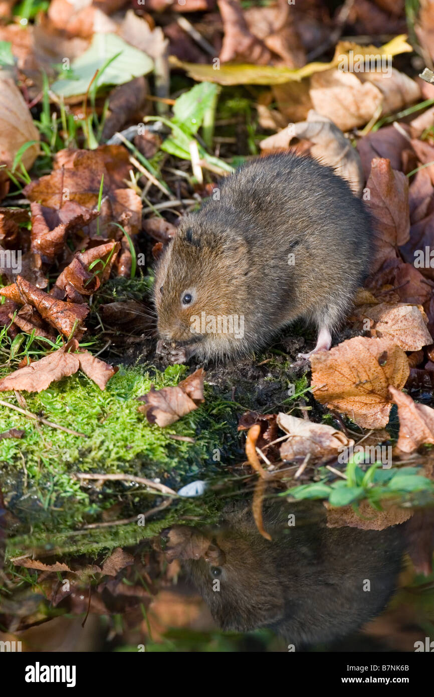 water vole Arvicola amphibius Stock Photo - Alamy