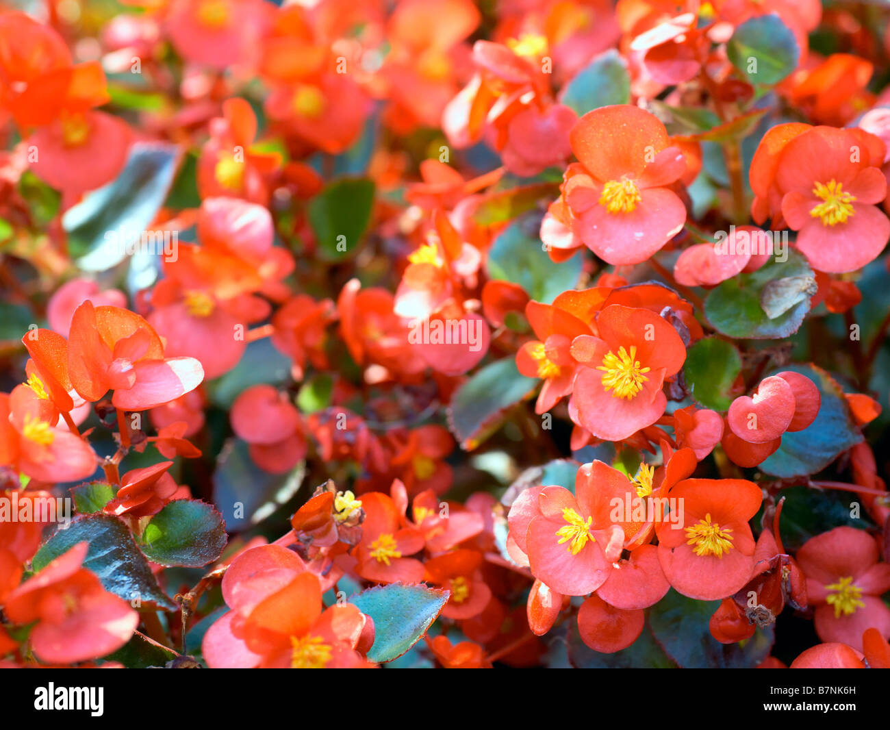 Blossoming red azalea flowers in summer city park Stock Photo - Alamy