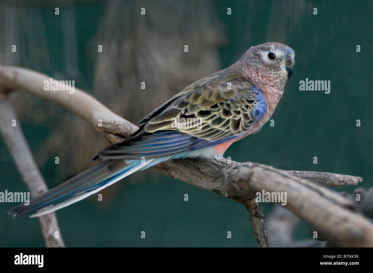 Bourke parrot 'Neopsephotus bourkii', male Stock Photo, Royalty Free ...