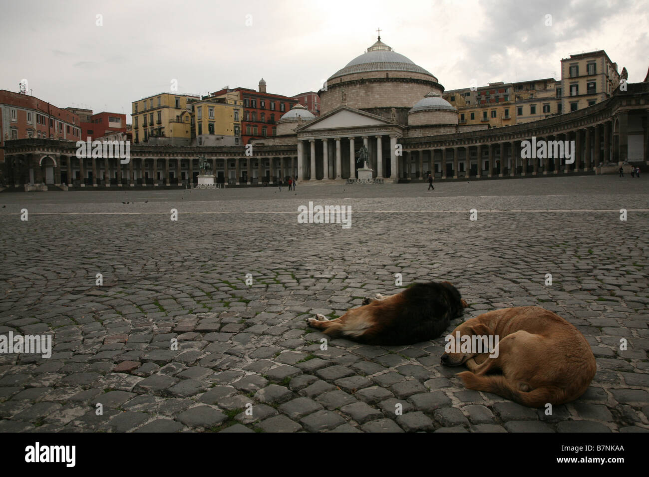 Stray dog and italy hi-res stock photography and images - Alamy