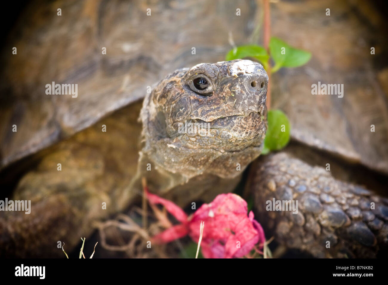 An old tortoise close up Stock Photo - Alamy