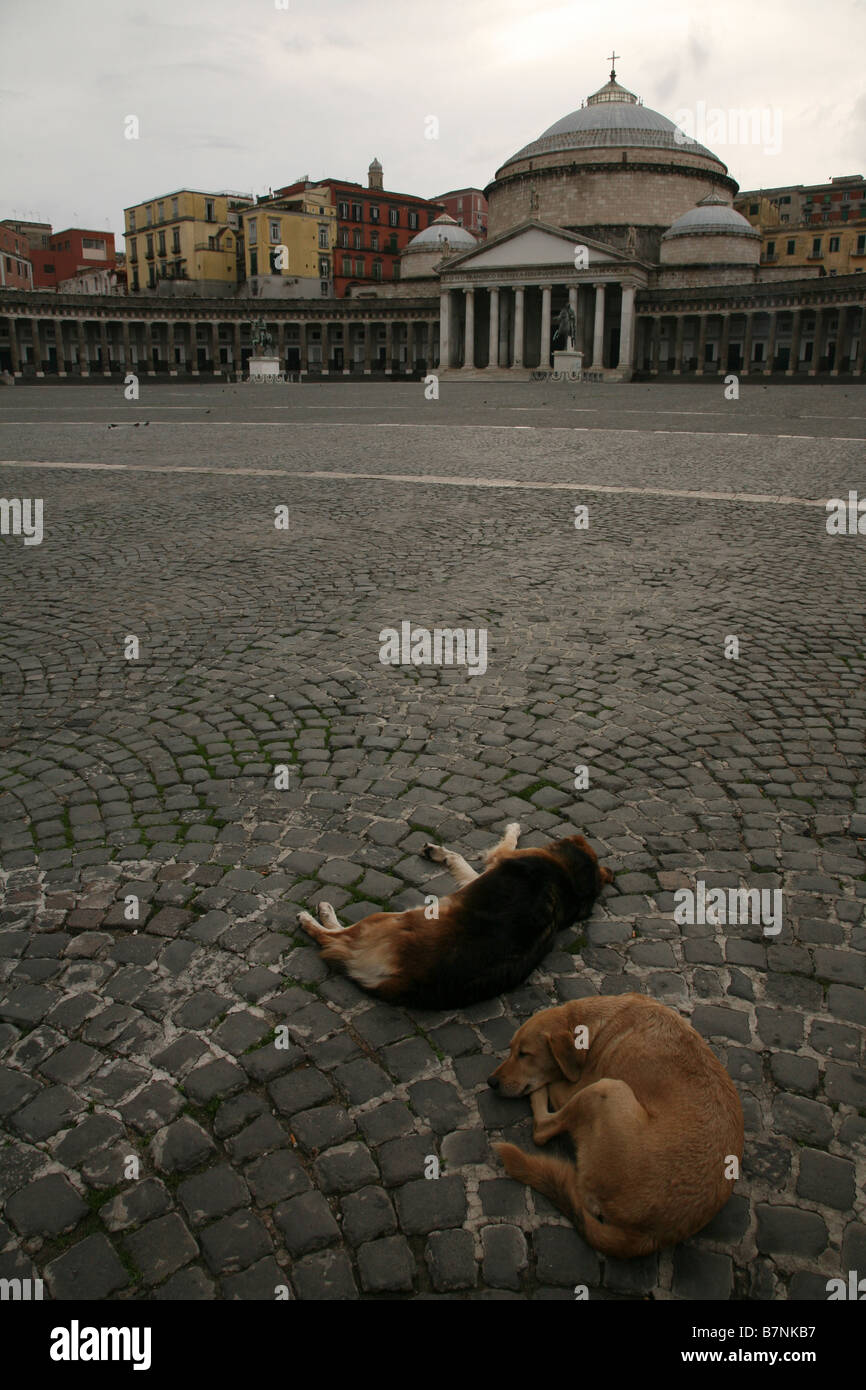 Stray dog and italy hi-res stock photography and images - Alamy