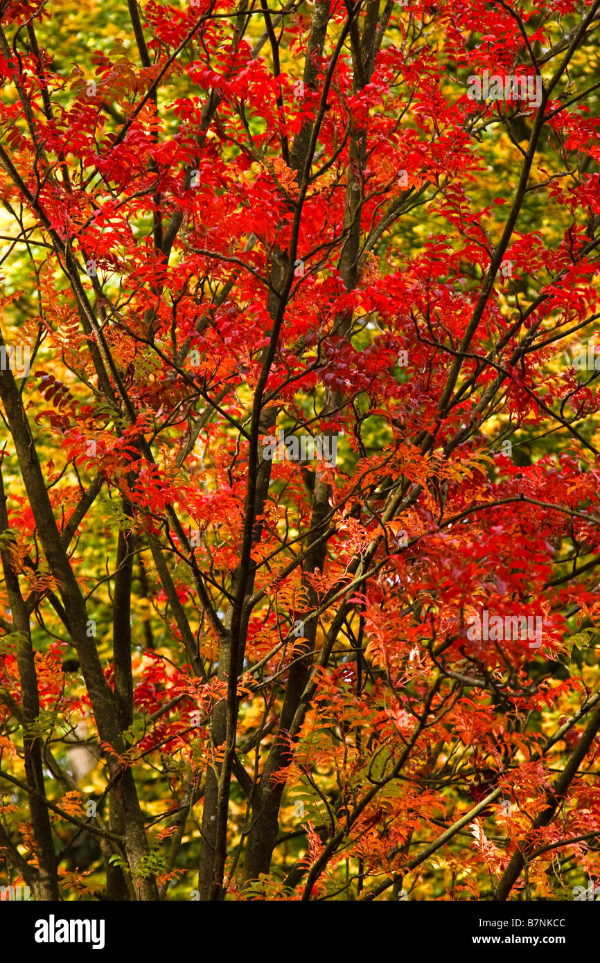 Tree red orange leaves autumn colour hi-res stock photography and ...