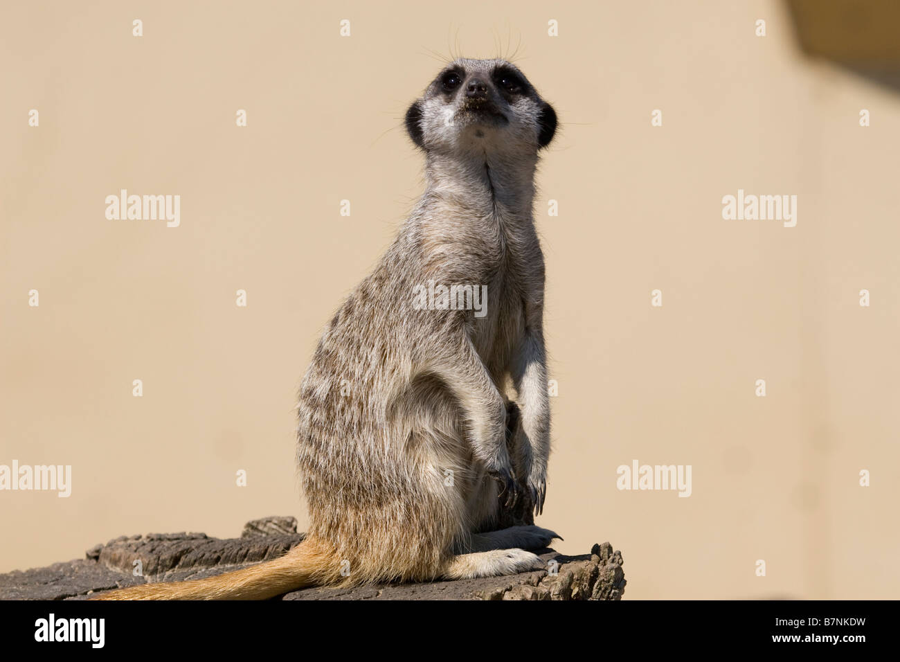 Meerkats in captivity Stock Photo - Alamy