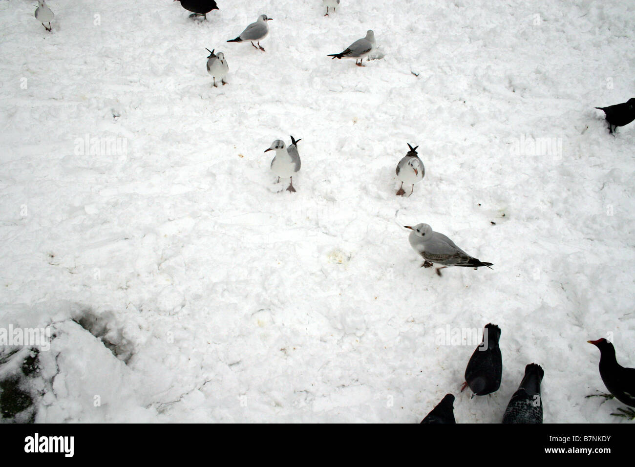 Rummaging for food hi-res stock photography and images - Alamy