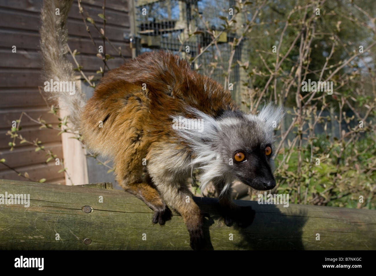 Lemma hi-res stock photography and images - Alamy